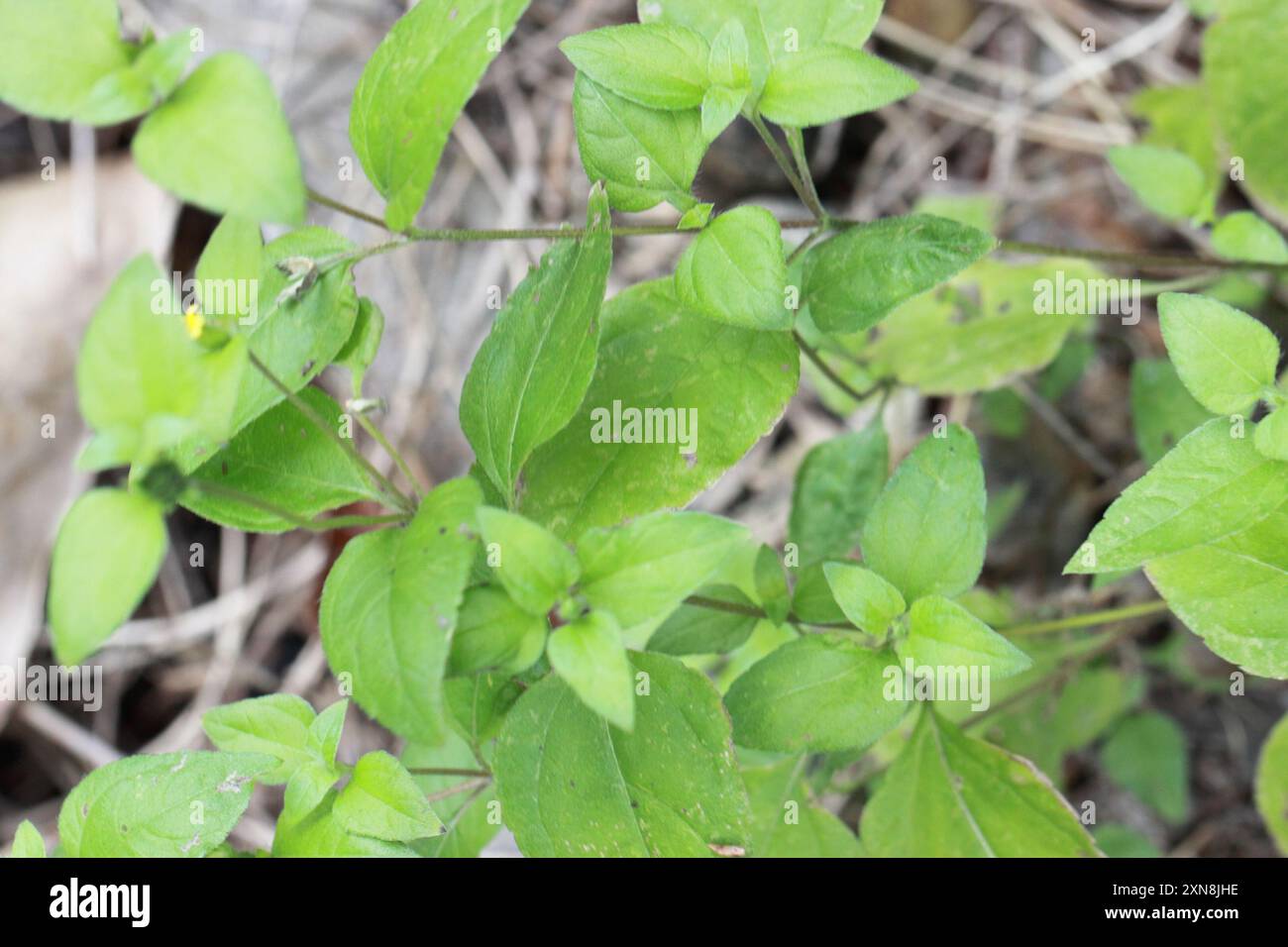straggler daisy (Calyptocarpus vialis) Plantae Stock Photo - Alamy
