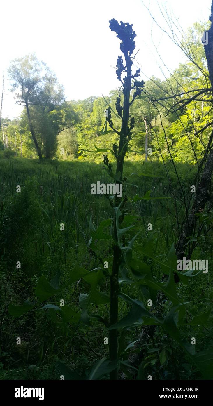 tall blue lettuce (Lactuca biennis) Plantae Stock Photo - Alamy