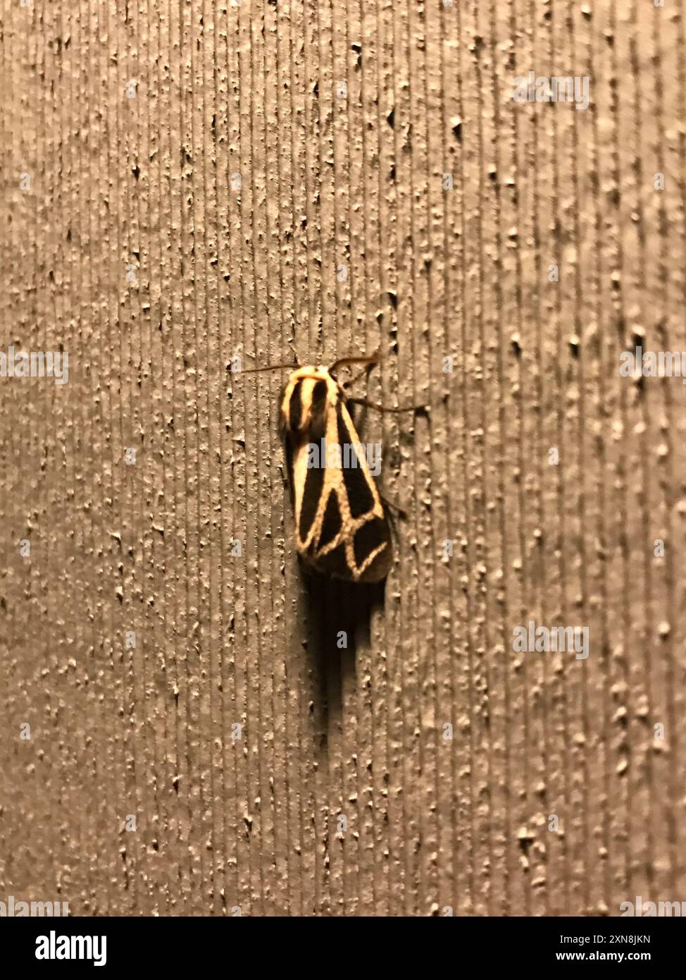 Harnessed moth hi-res stock photography and images - Alamy