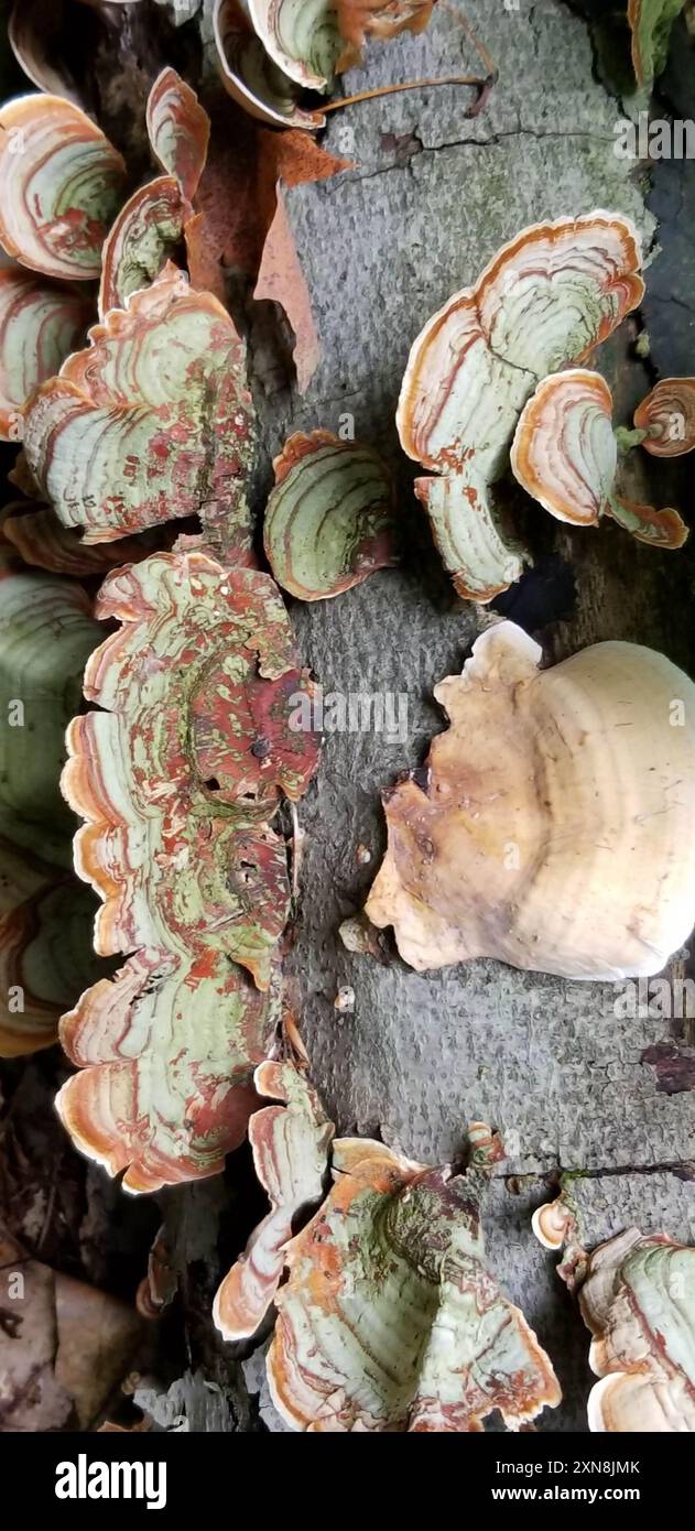 False Turkey-Tail (Stereum ostrea) Fungi Stock Photo - Alamy