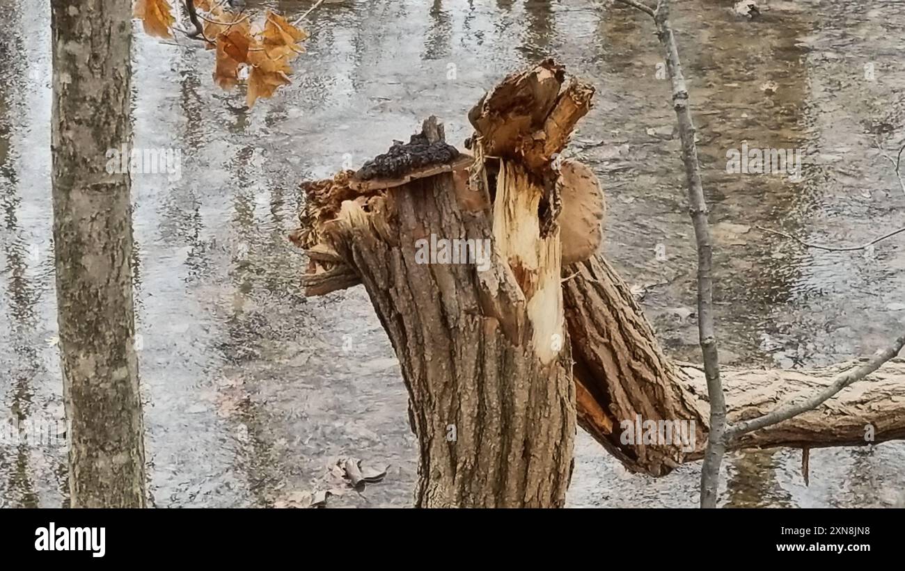 Cracked Cap Polypore (Fulvifomes robiniae) Fungi Stock Photo - Alamy