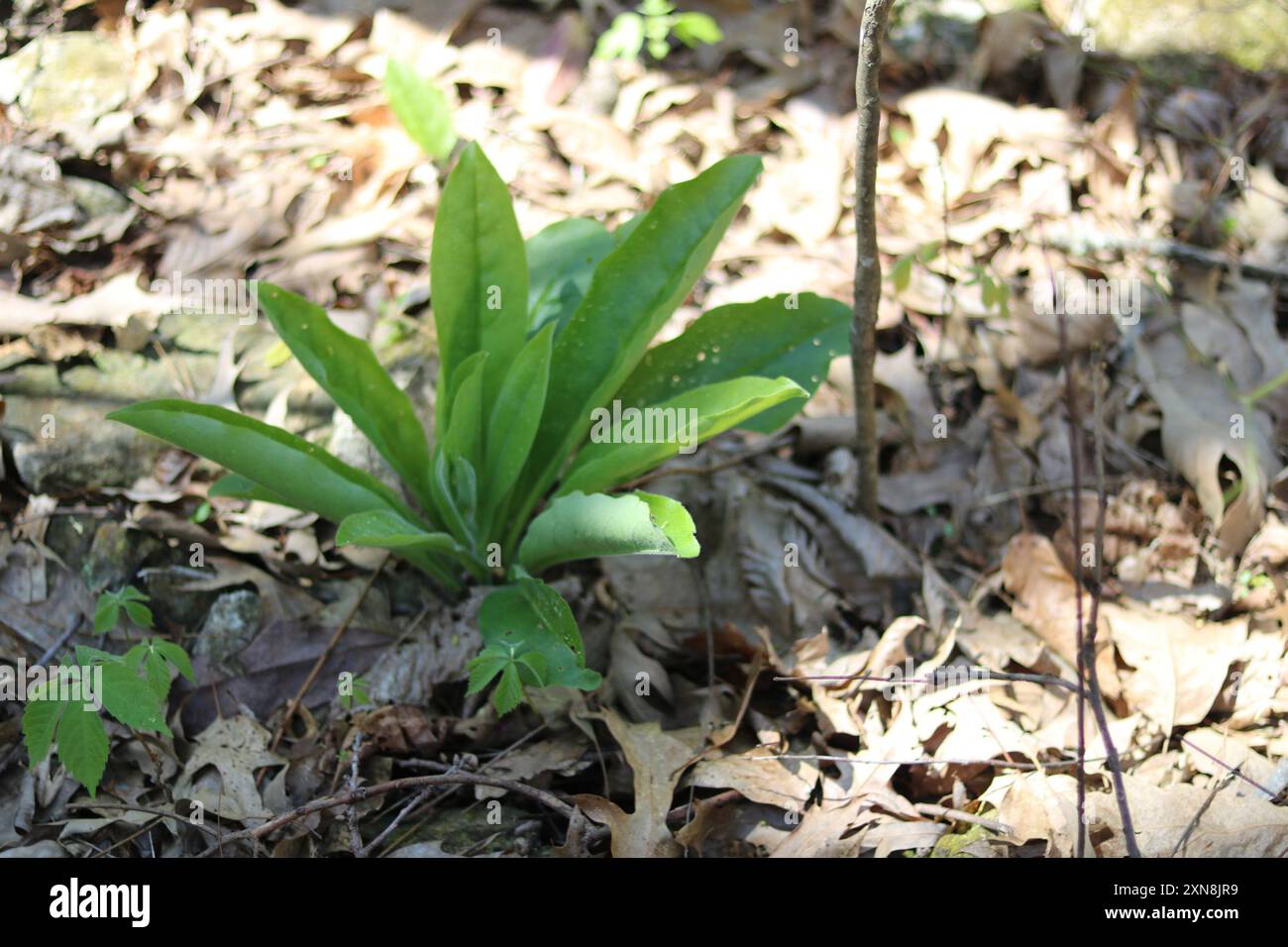 wild comfrey (Andersonglossum virginianum) Plantae Stock Photo - Alamy