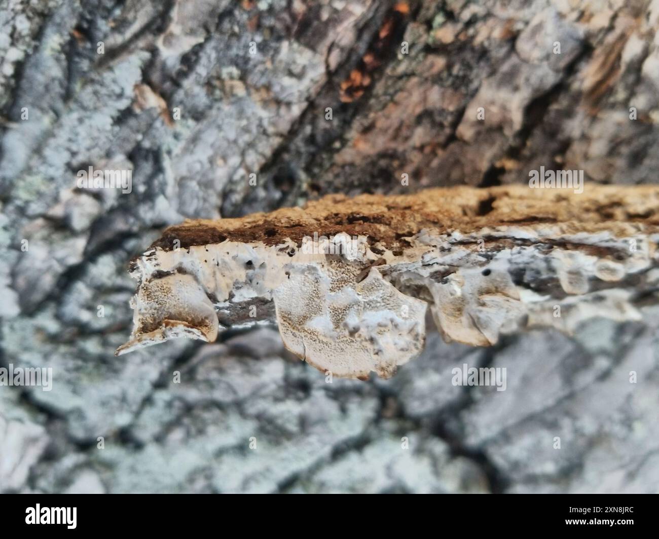 Milk-white Toothed Polypore (Irpex lacteus) Fungi Stock Photo - Alamy