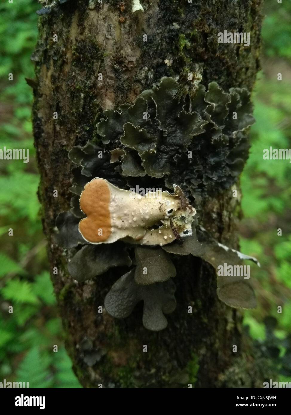 Pimpled Kidney Lichen (Nephroma resupinatum) Fungi Stock Photo - Alamy