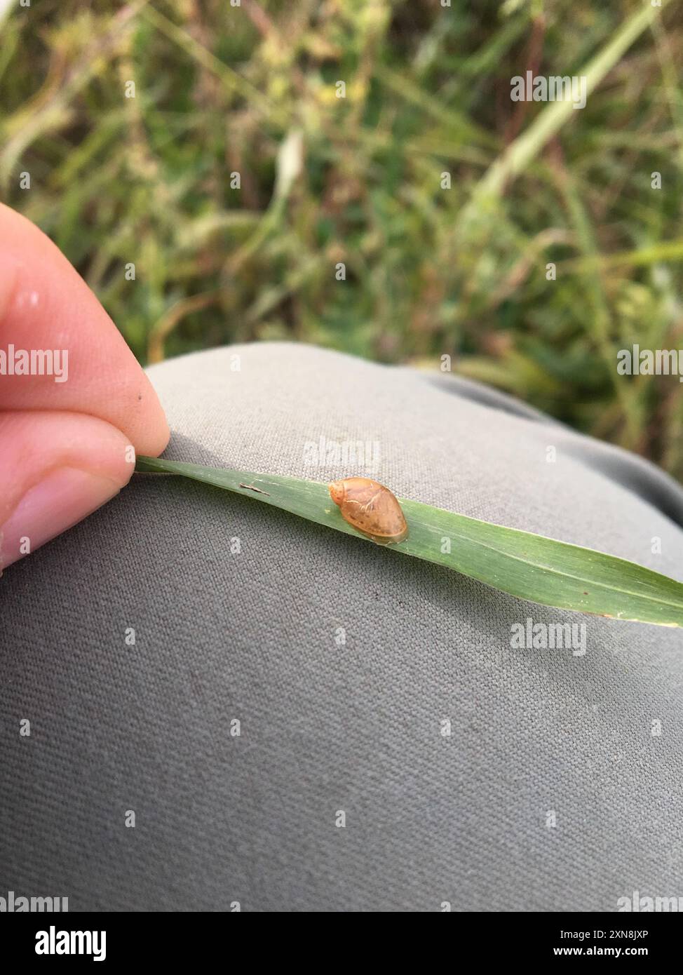 Amber Snails (Succineidae) Mollusca Stock Photo - Alamy