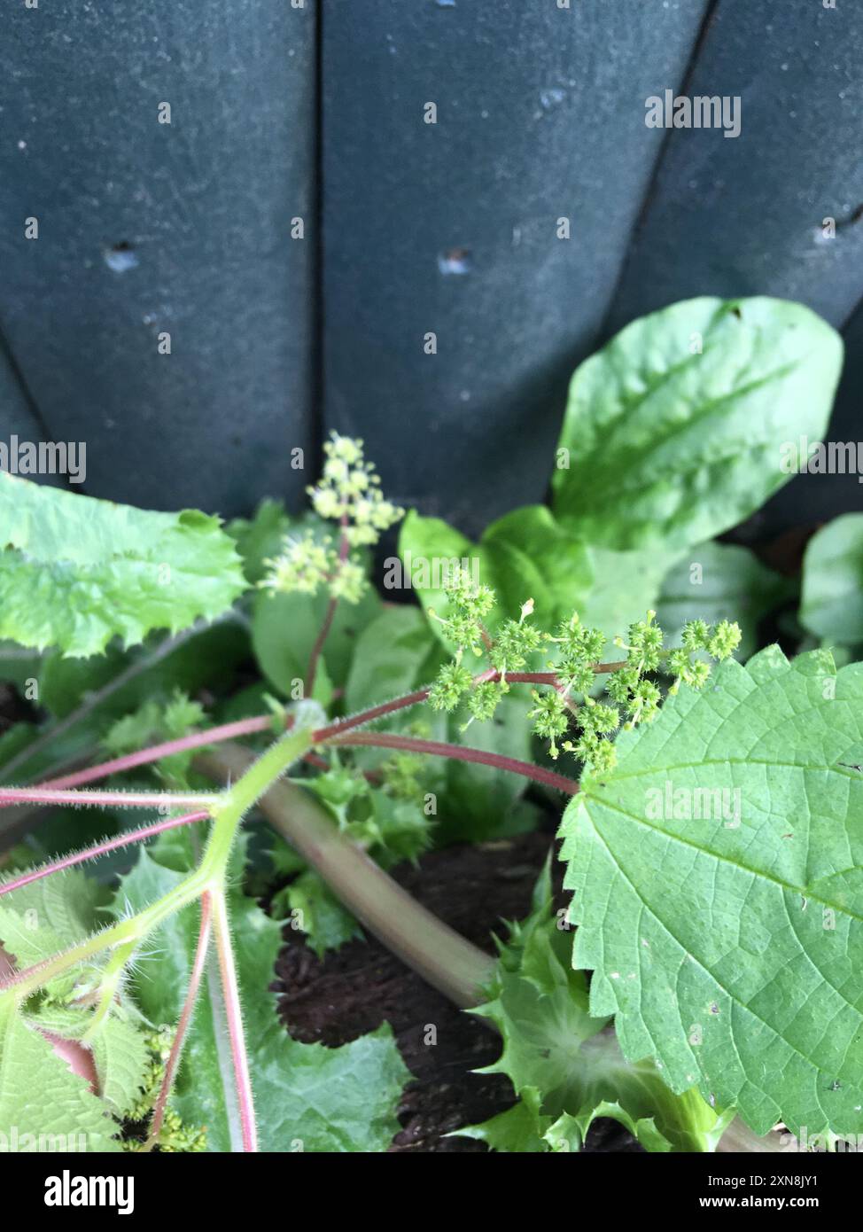 wood nettles (Laportea) Plantae Stock Photo - Alamy
