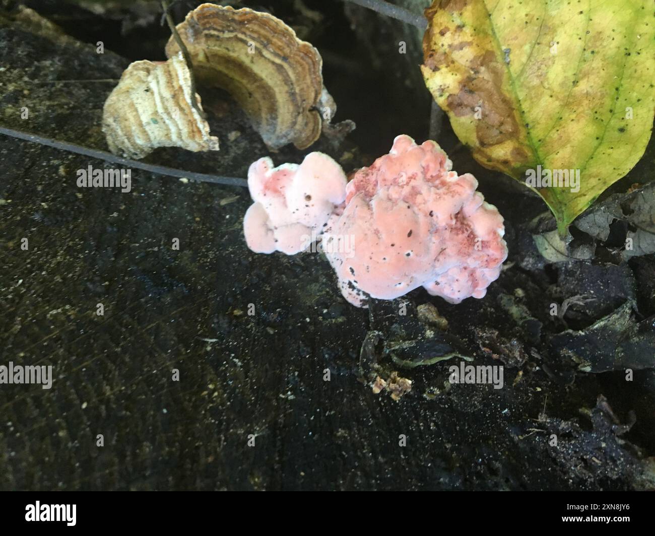 Coral pink merulius hi-res stock photography and images - Alamy