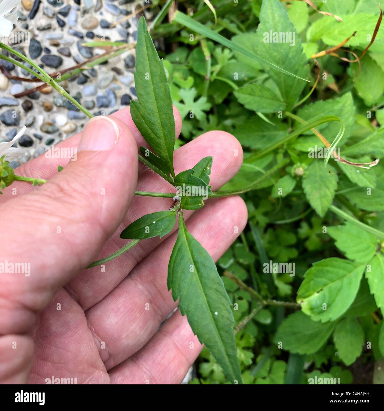White beggarticks (Bidens alba) Plantae Stock Photo - Alamy