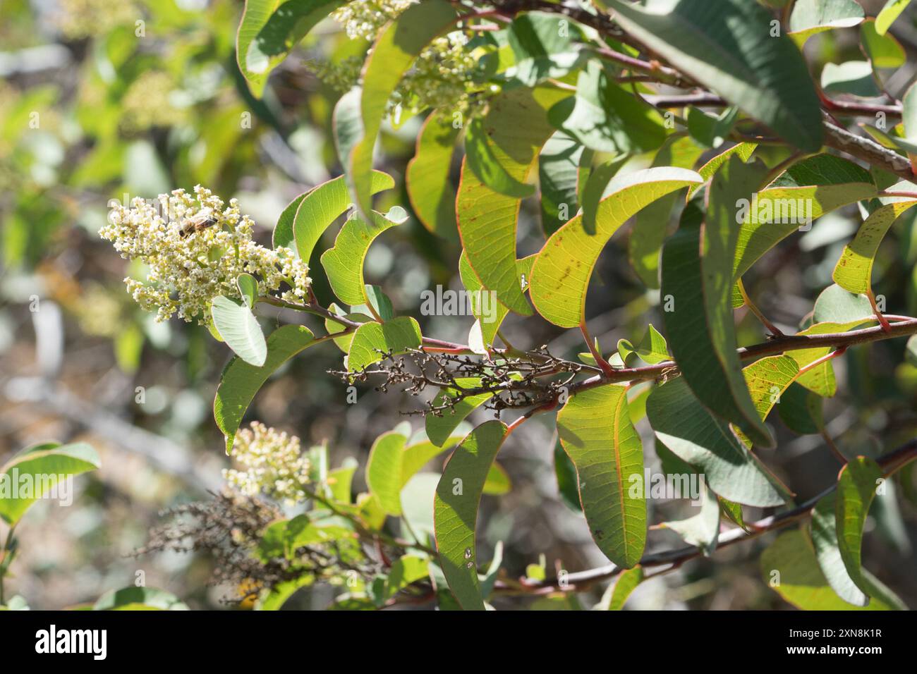 laurel sumac (Malosma laurina) Plantae Stock Photo - Alamy