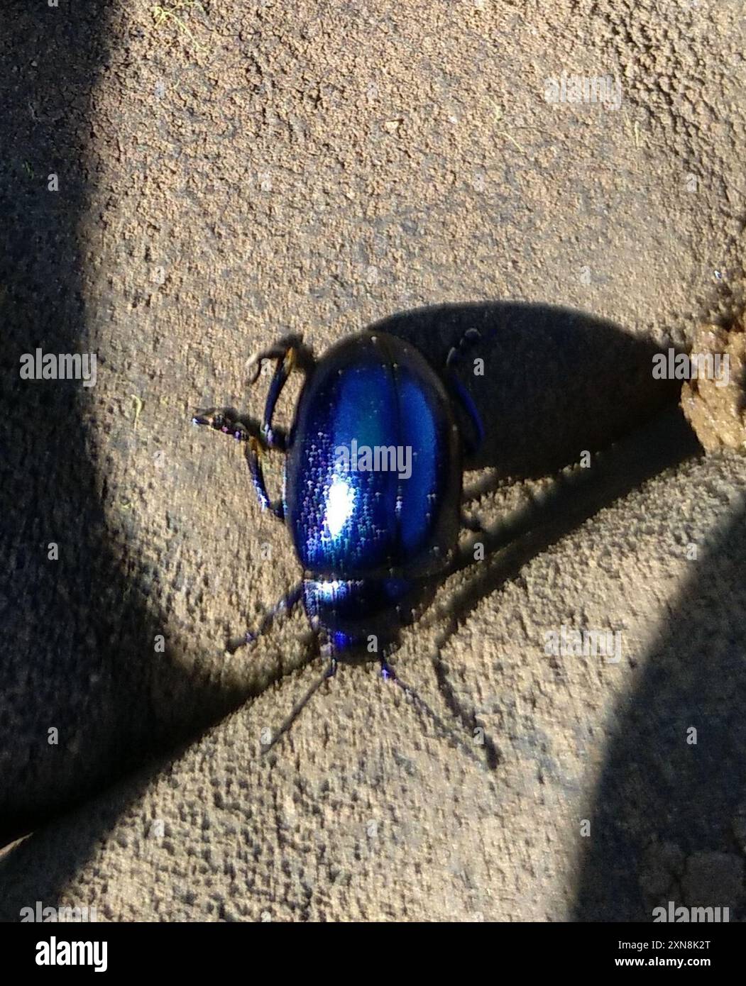 Mint beetle (Chrysolina coerulans) Insecta Stock Photo - Alamy