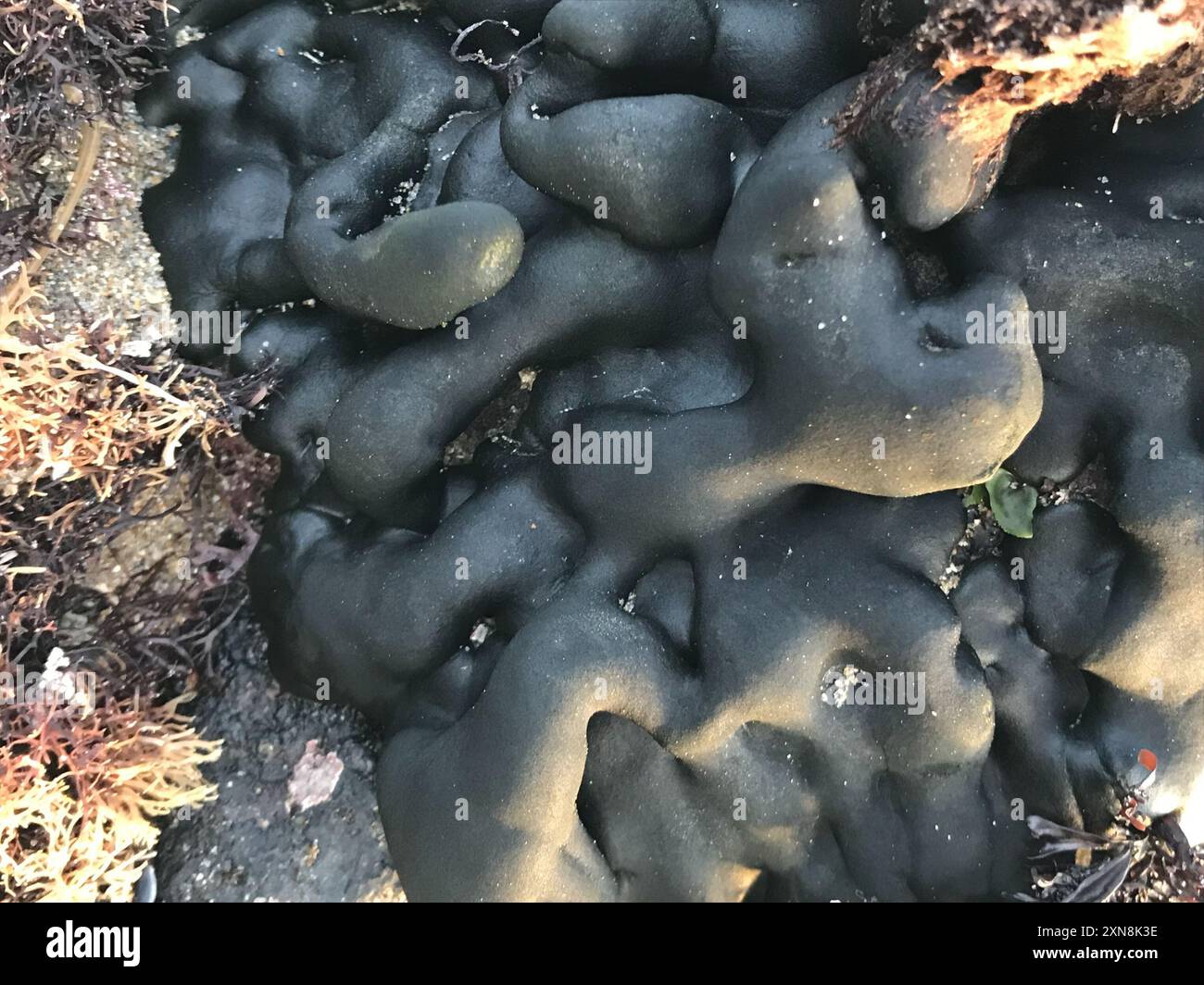 green spongy cushion (Codium setchellii) Plantae Stock Photo - Alamy