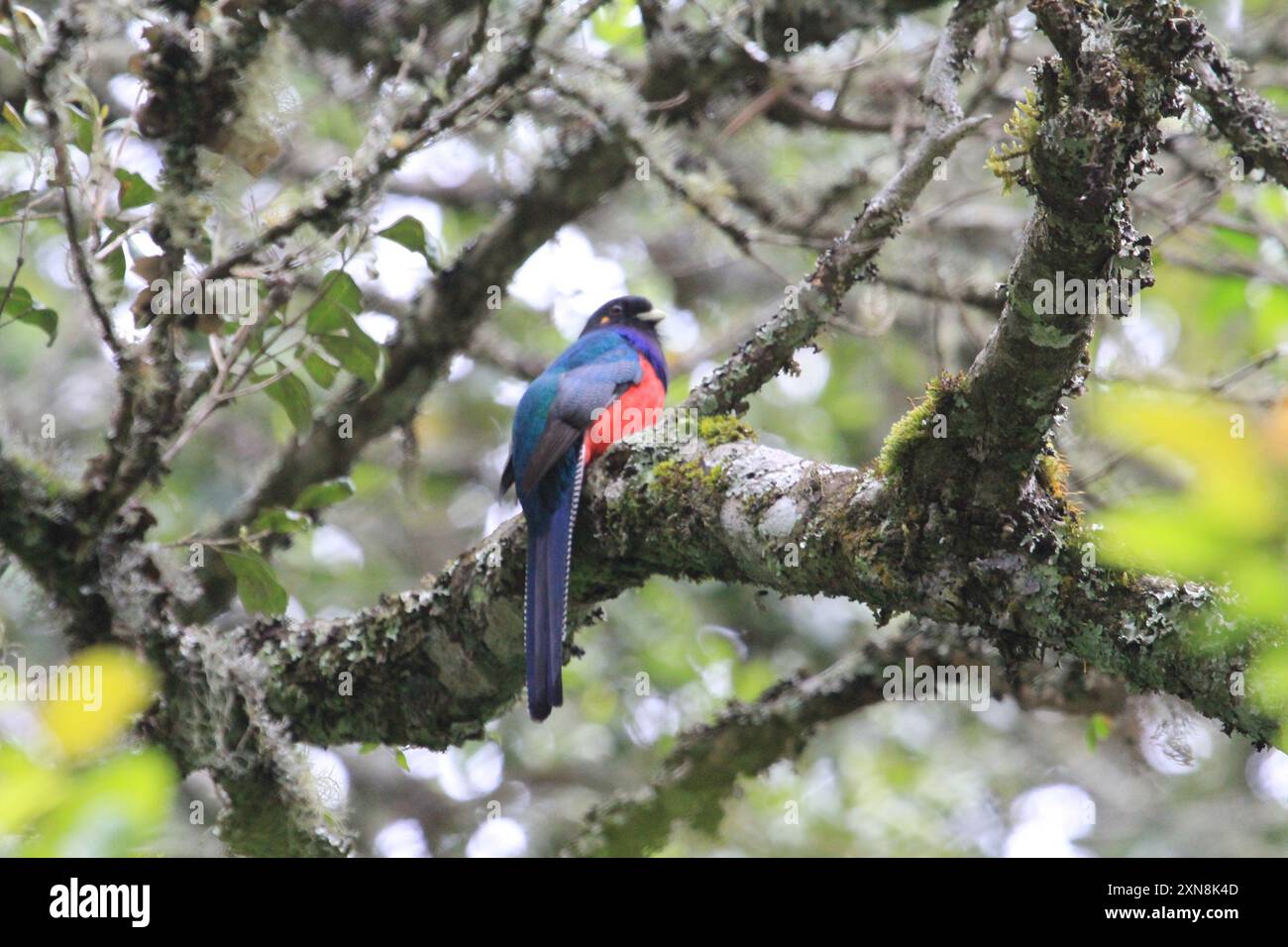 Bar-tailed Trogon (Apaloderma vittatum) Aves Stock Photo - Alamy