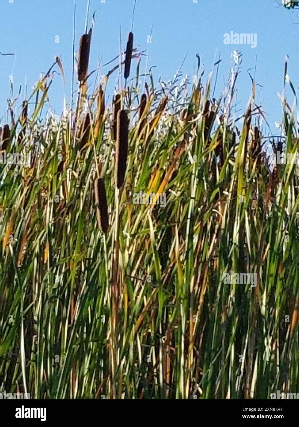 broadleaf cattail (Typha latifolia) Plantae Stock Photo - Alamy