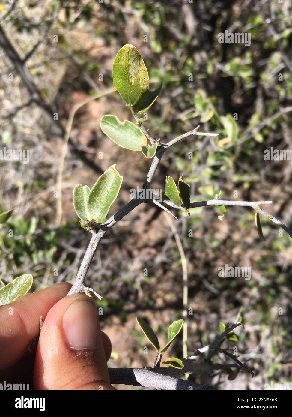 Celtis pallida hi-res stock photography and images - Alamy