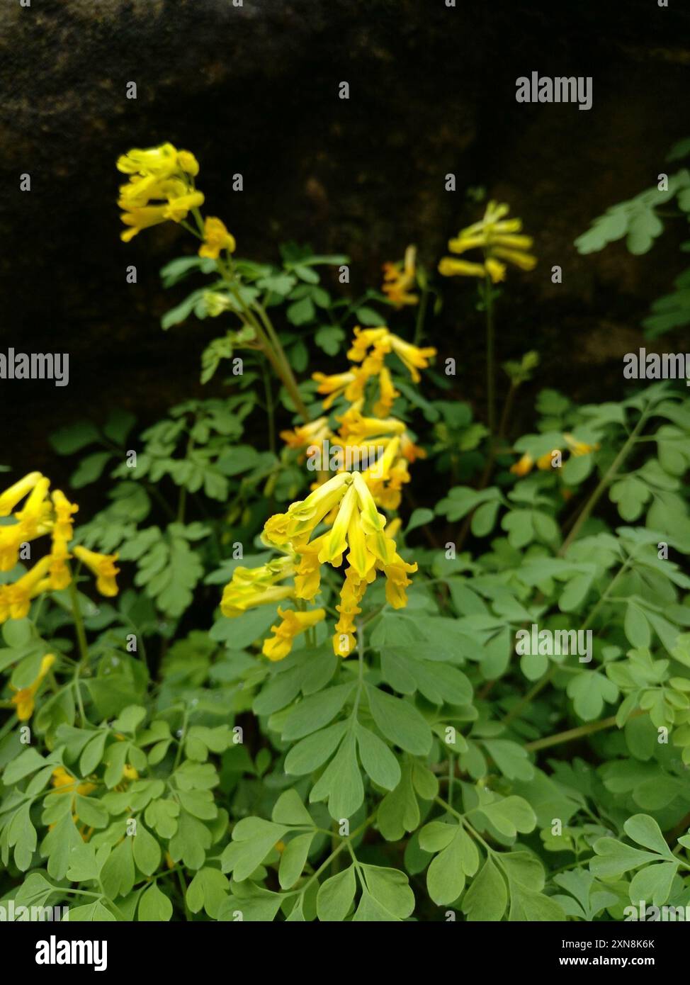 Yellow Fumitory (Pseudofumaria lutea) Plantae Stock Photo - Alamy