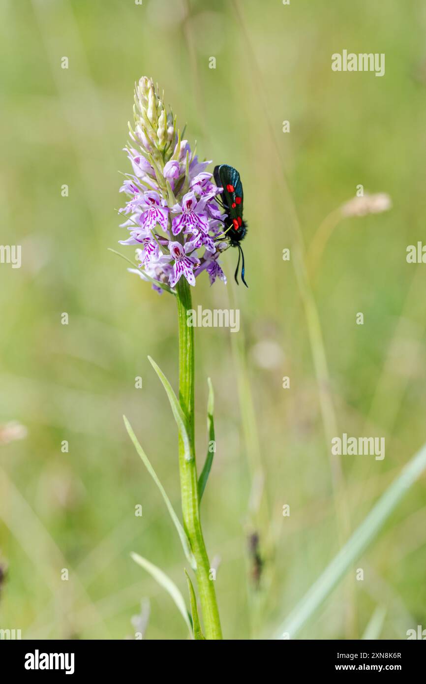 Common spotted orchid, Dactlorhiza fuchsii, with Five Spotted Burnet ...