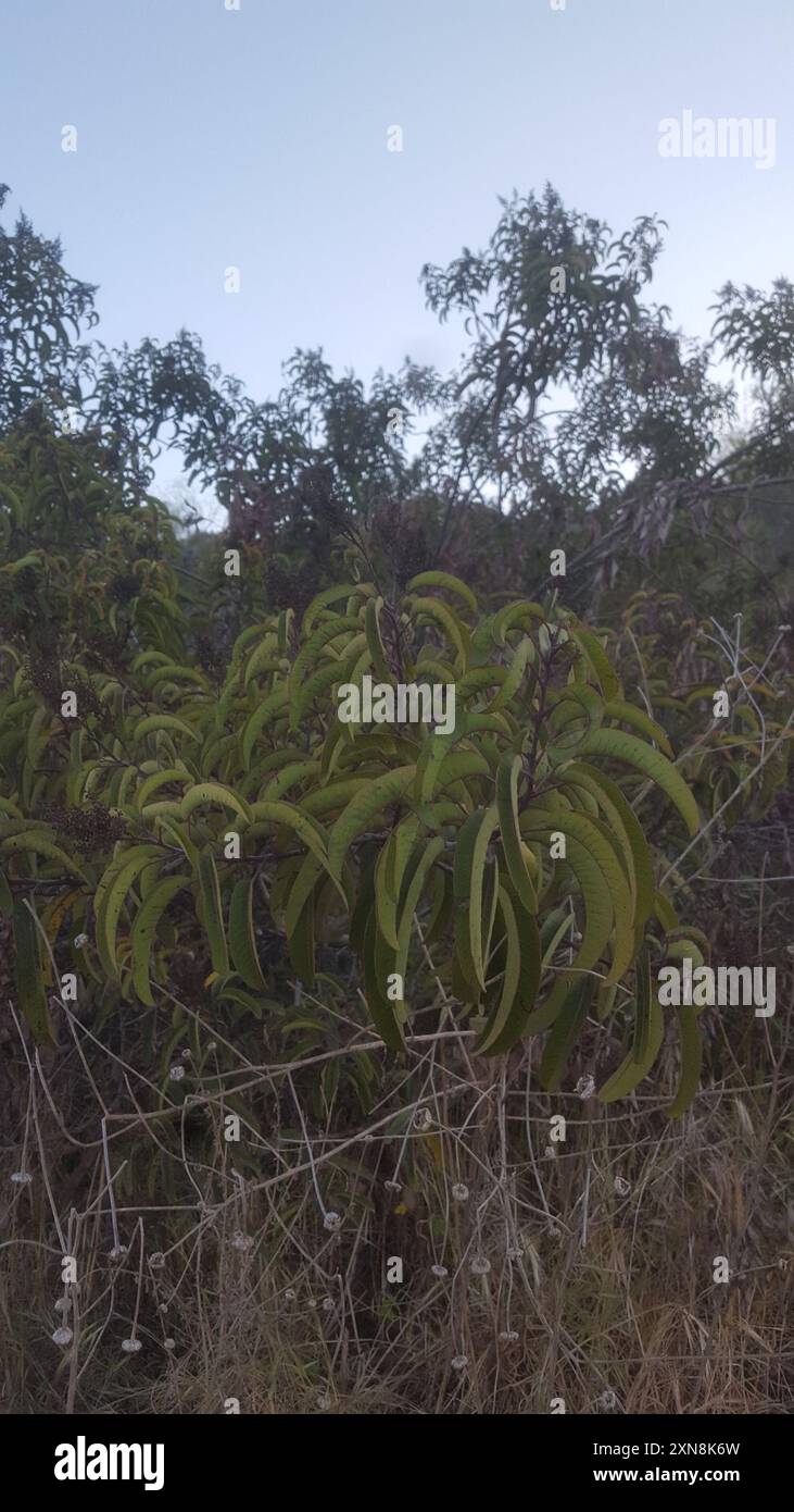 laurel sumac (Malosma laurina) Plantae Stock Photo - Alamy