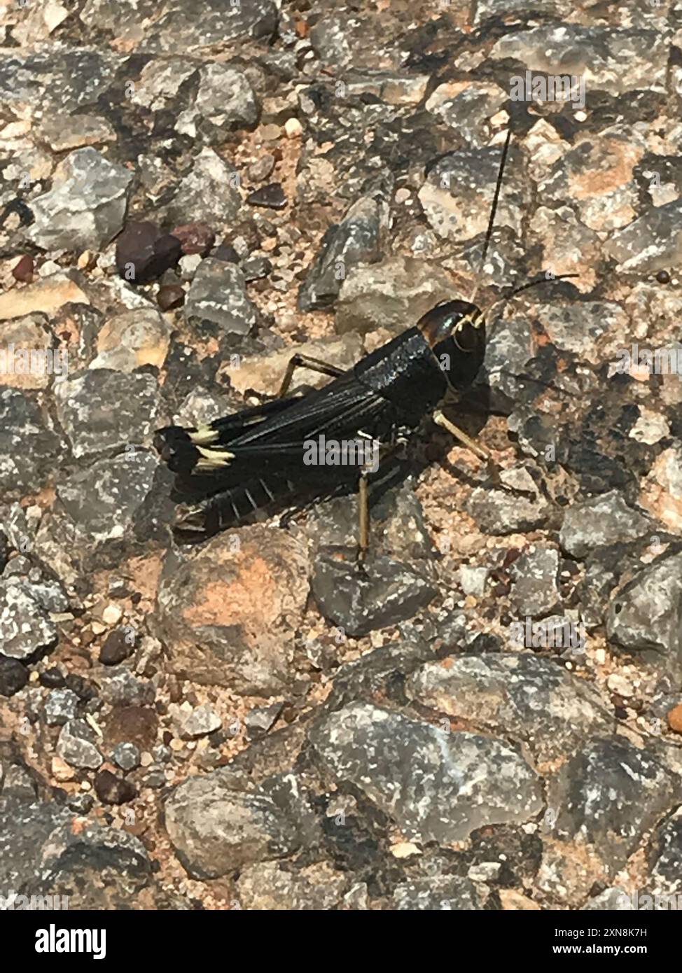 Ebony Grasshopper (Boopedon nubilum) Insecta Stock Photo - Alamy