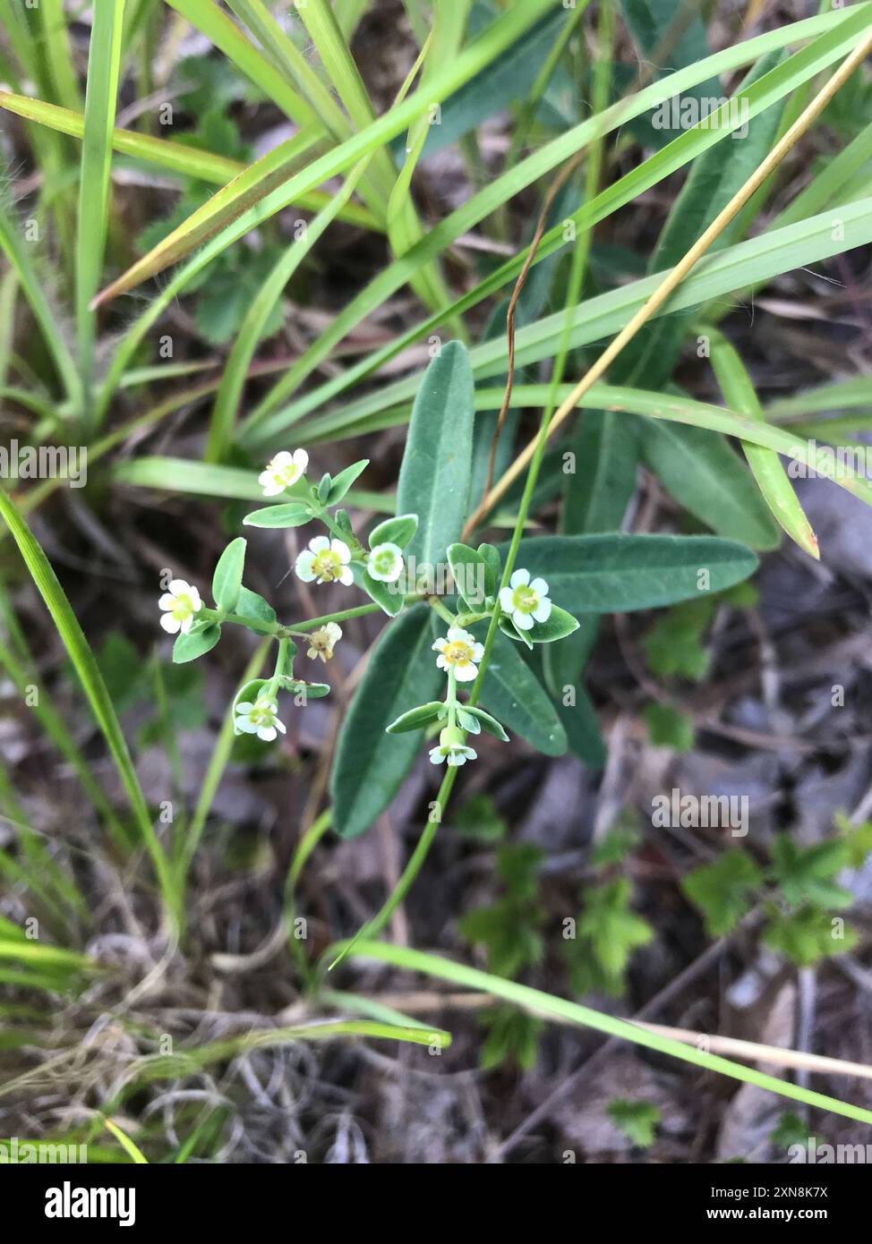 False Flowering Spurge (Euphorbia pubentissima) Plantae Stock Photo - Alamy