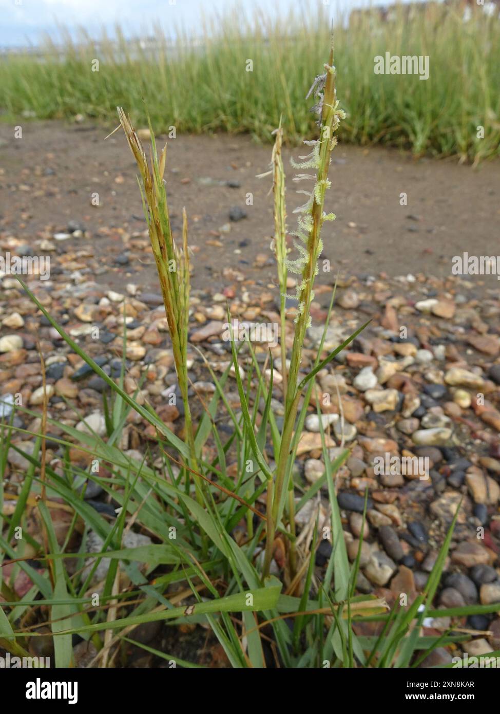 common cordgrass (Sporobolus anglicus) Plantae Stock Photo - Alamy