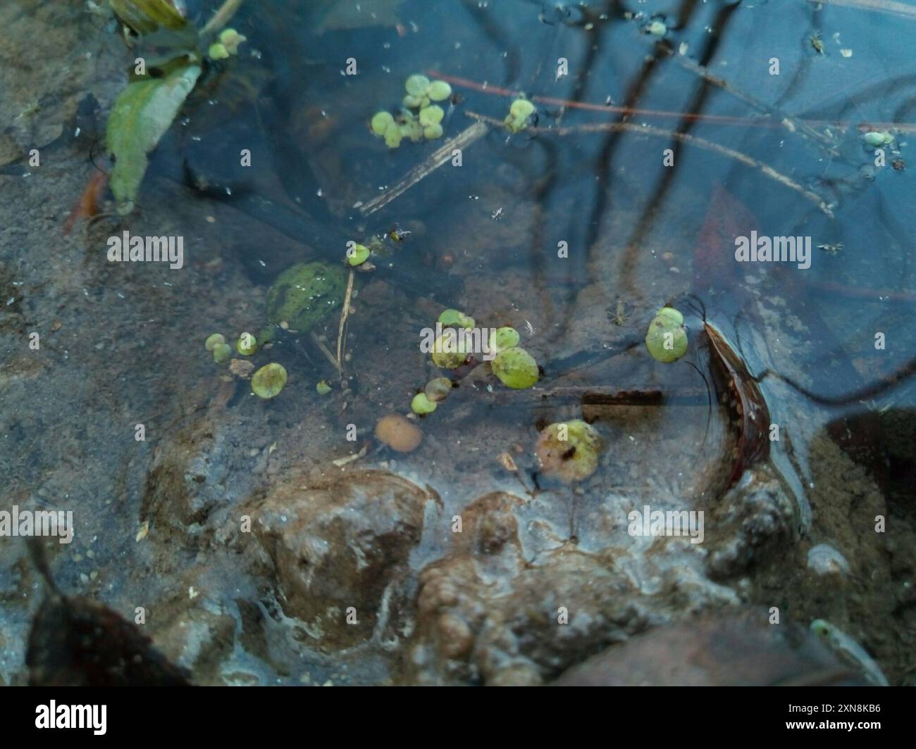 greater duckweed (Spirodela polyrhiza) Plantae Stock Photo - Alamy