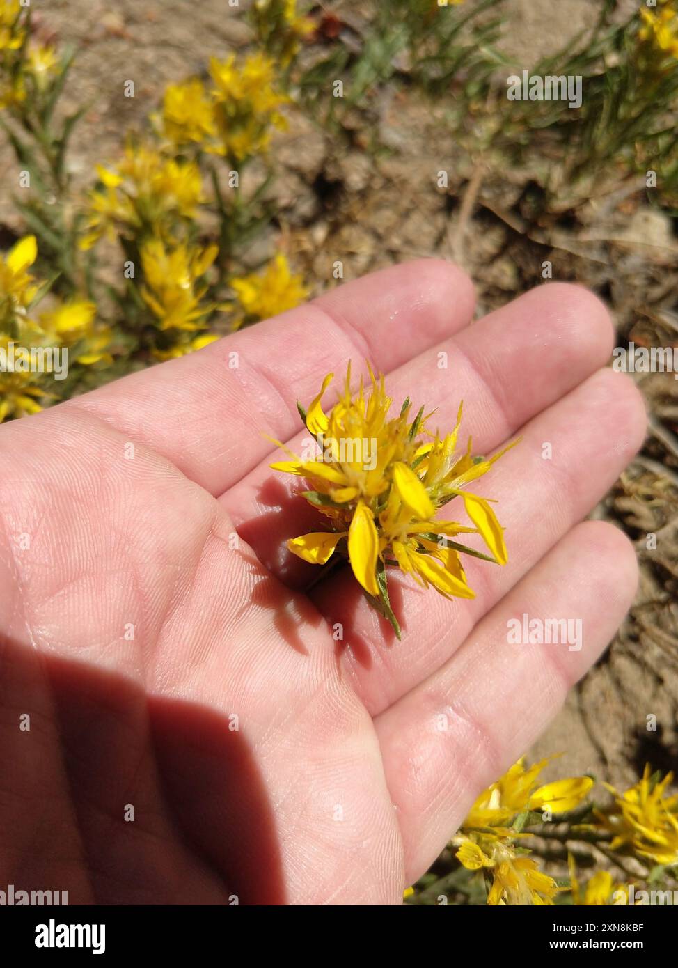 Bloomeri hi-res stock photography and images - Alamy