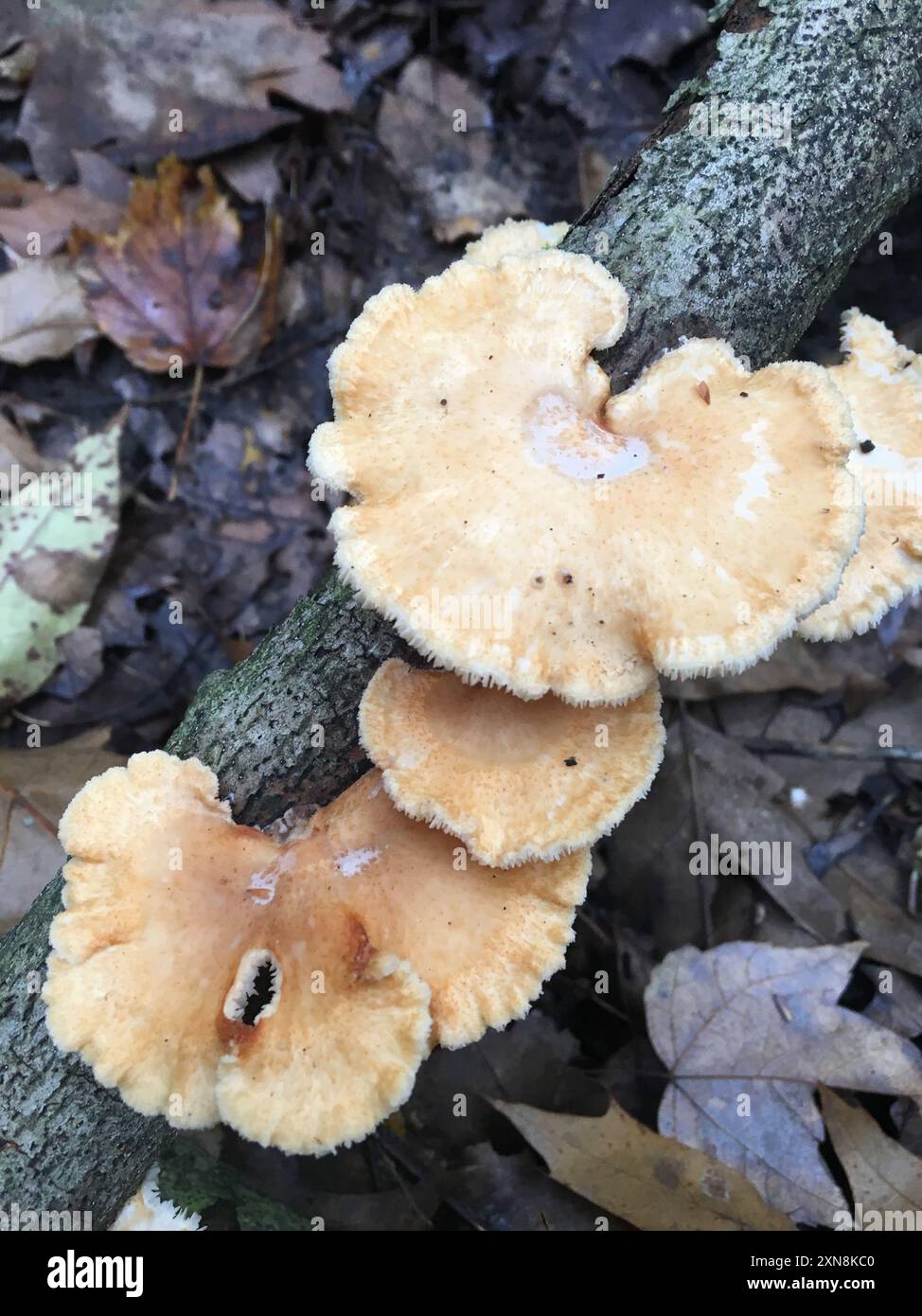 hexagonal-pored polypore (Neofavolus alveolaris) Fungi Stock Photo - Alamy