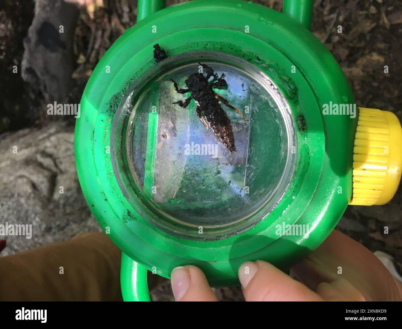 Pacific Spiketail (Cordulegaster dorsalis) Insecta Stock Photo - Alamy