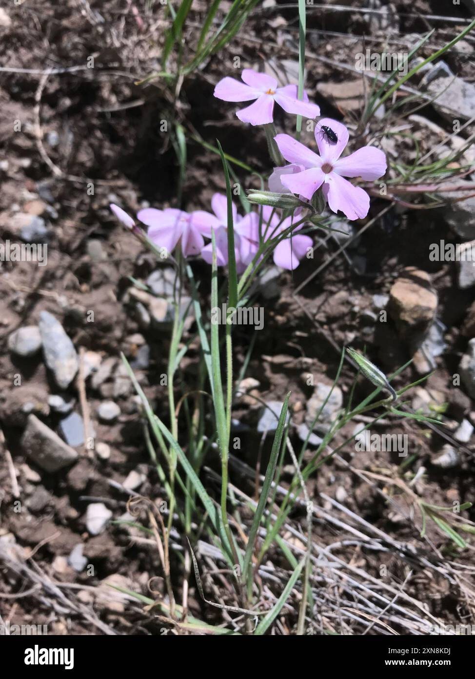 Longleaf Phlox (Phlox longifolia) Plantae Stock Photo - Alamy