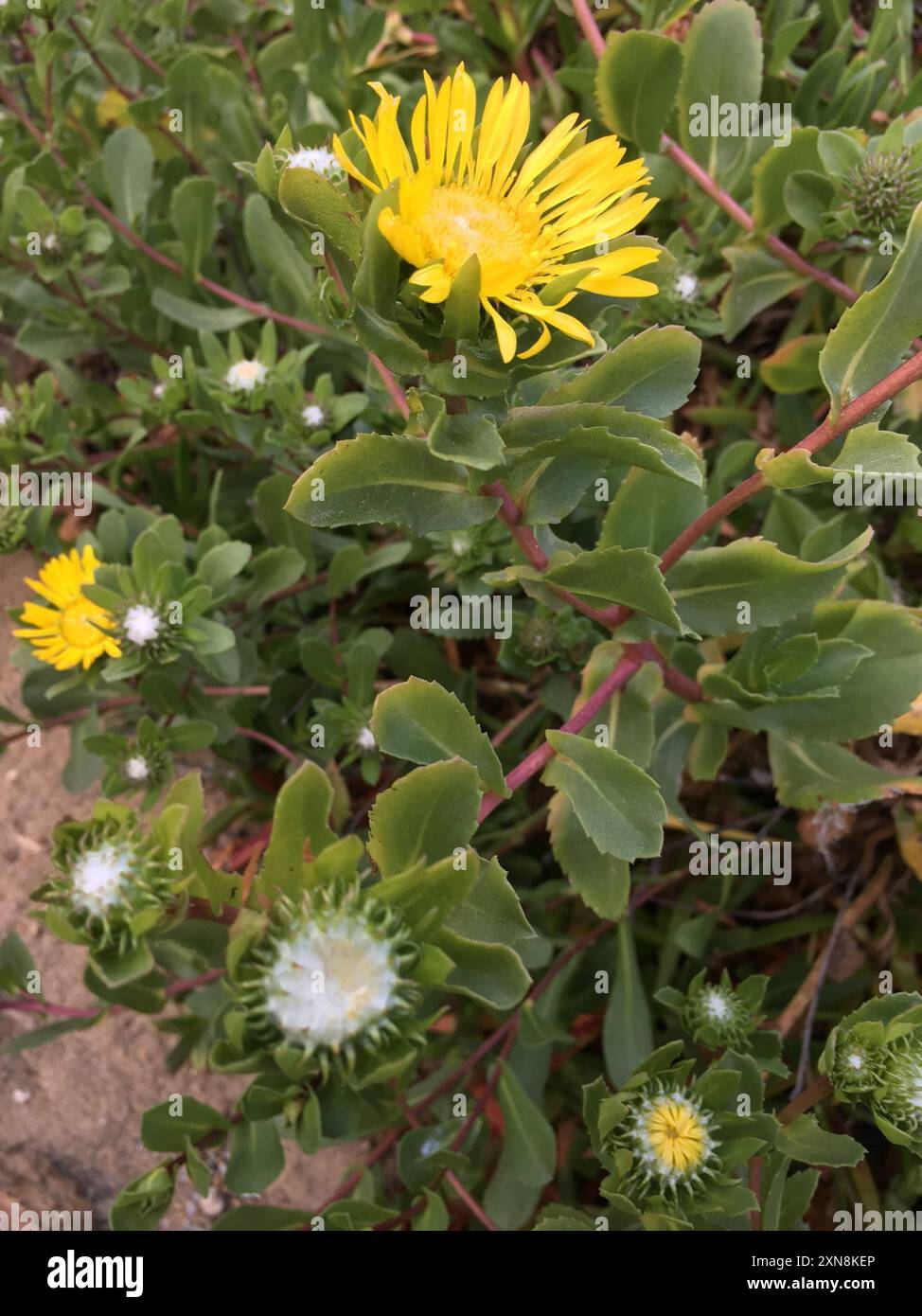 Coastal Gum Plant (Grindelia stricta platyphylla) Plantae Stock Photo ...