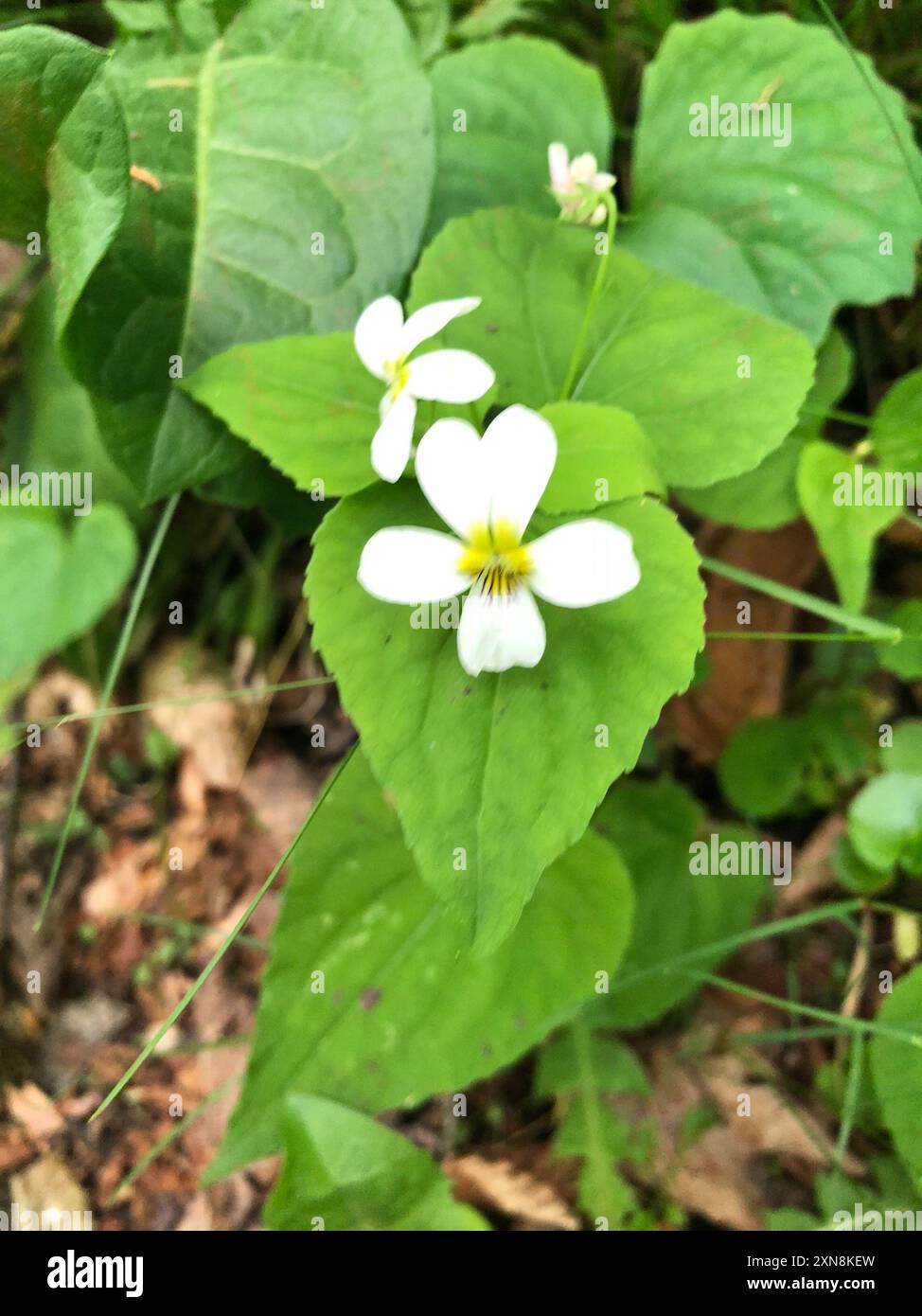 Canada Violet (Viola canadensis) Plantae Stock Photo - Alamy