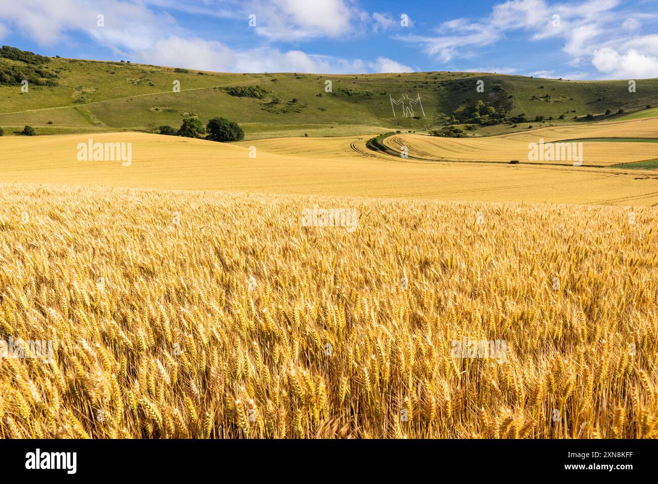 Golden wheat fields in front of the long man of Wilmington on the south ...