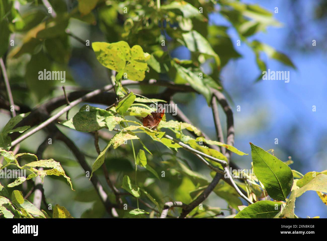 Question Mark (Polygonia interrogationis) Insecta Stock Photo - Alamy
