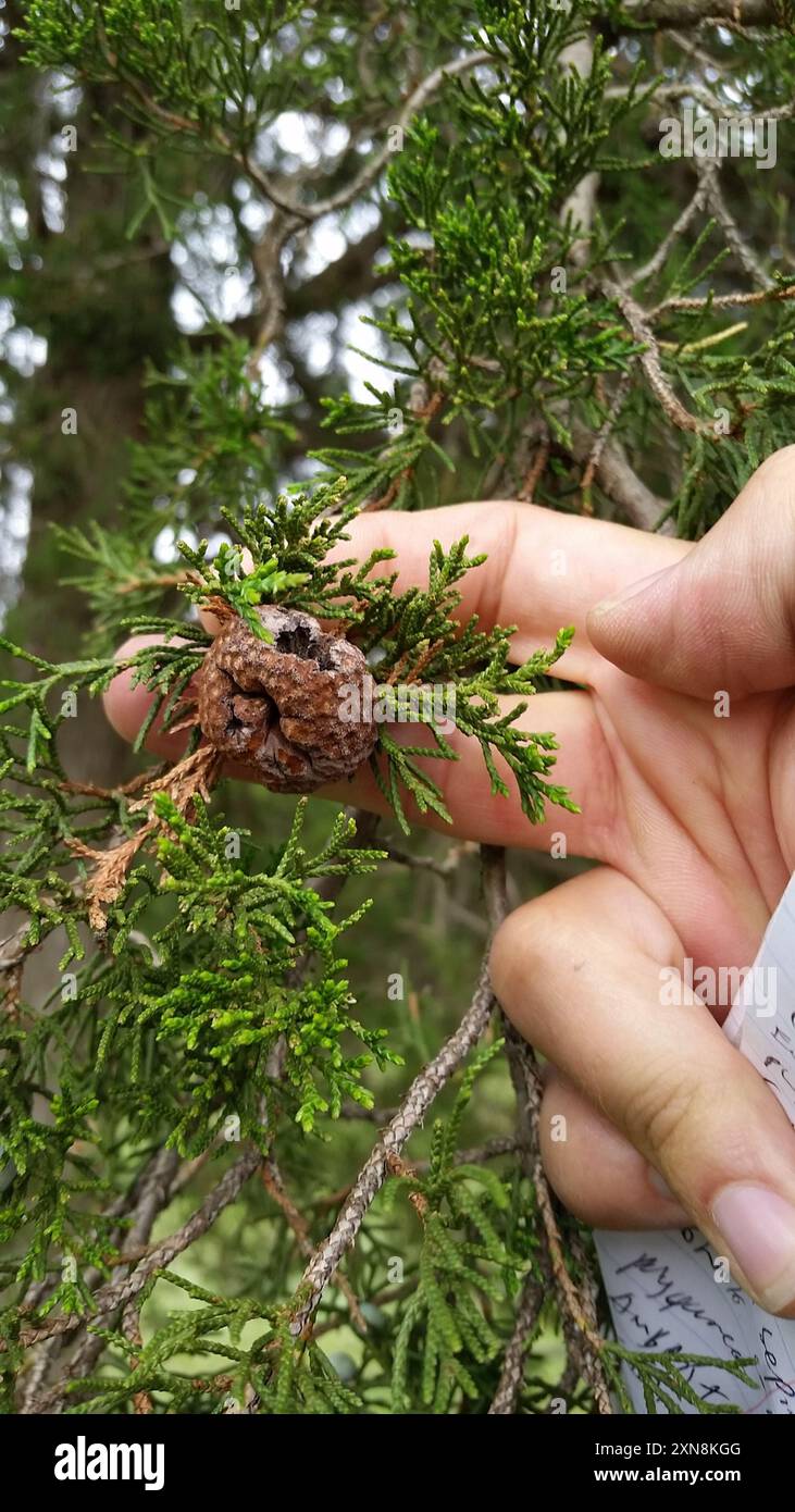 juniper-apple rust (Gymnosporangium juniperi-virginianae) Fungi Stock ...