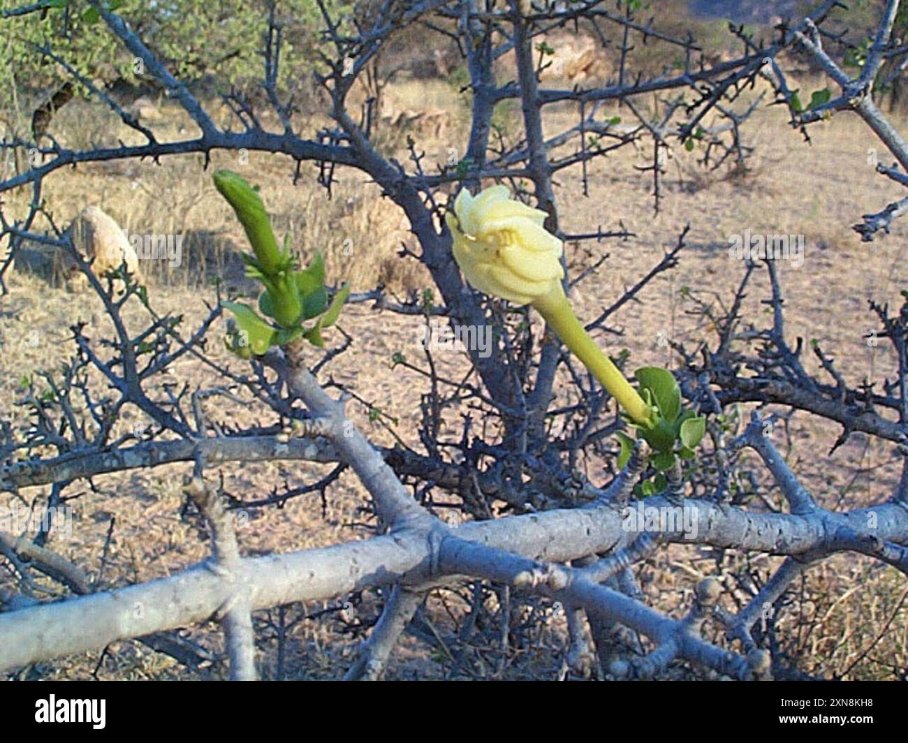 Bushveld Gardenia (Gardenia volkensii) Plantae Stock Photo - Alamy