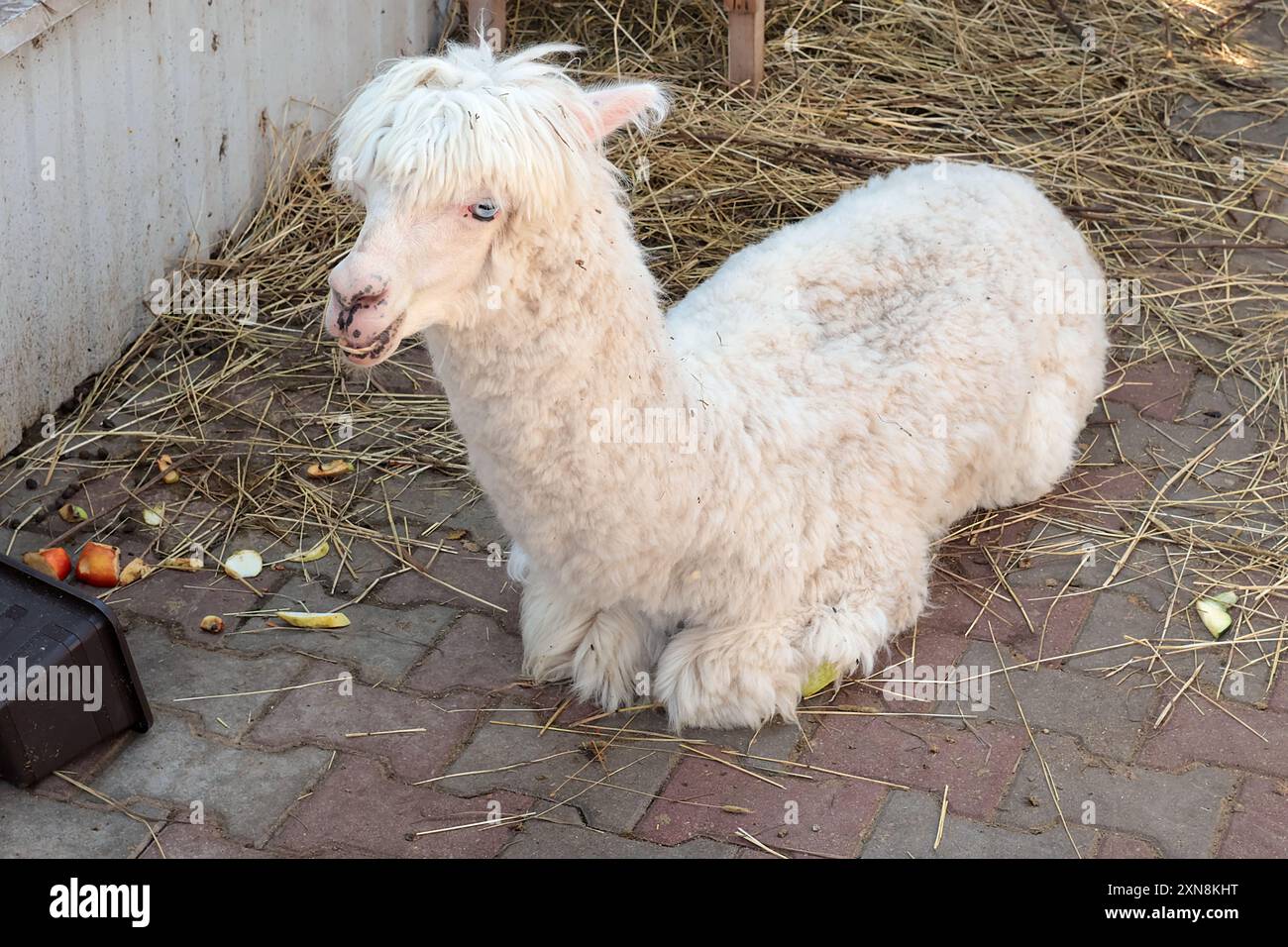 Cute white alpaca lying on tile on farm in summer. Pets and breeding of ...