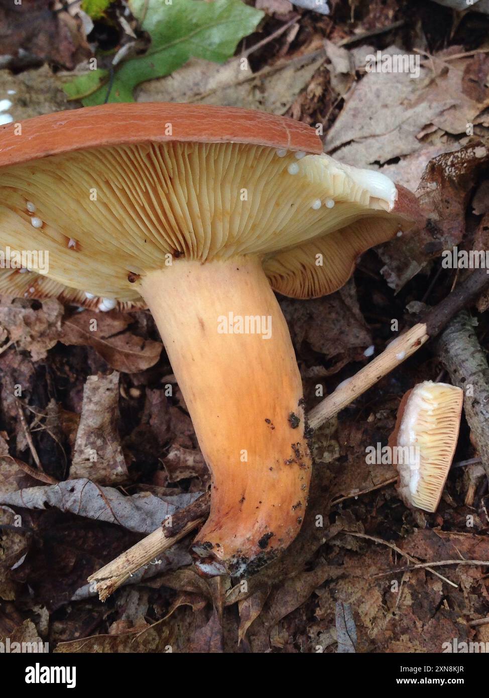Weeping milk cap hi-res stock photography and images - Alamy