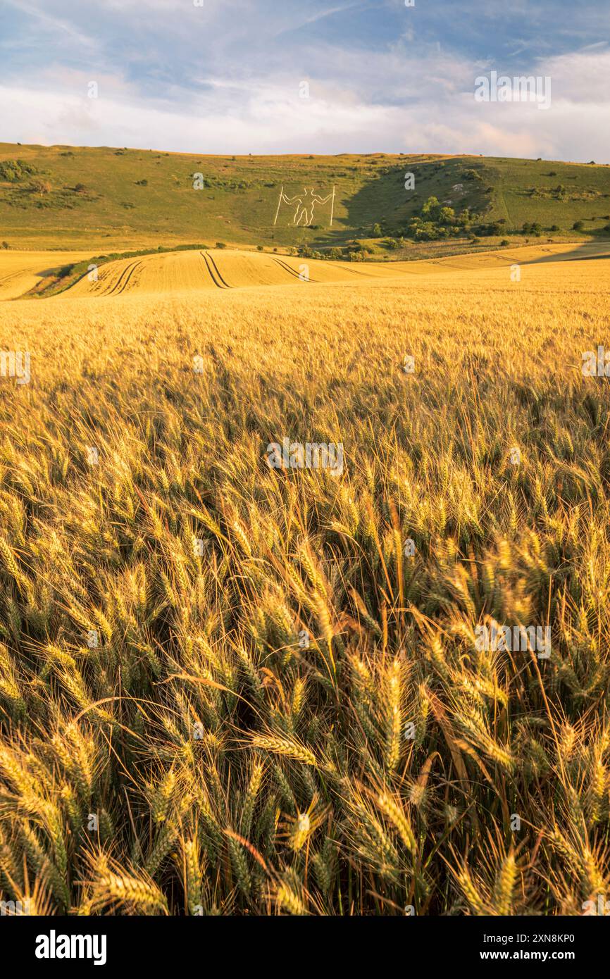 Golden wheat fields in front of the long man of Wilmington on the south ...