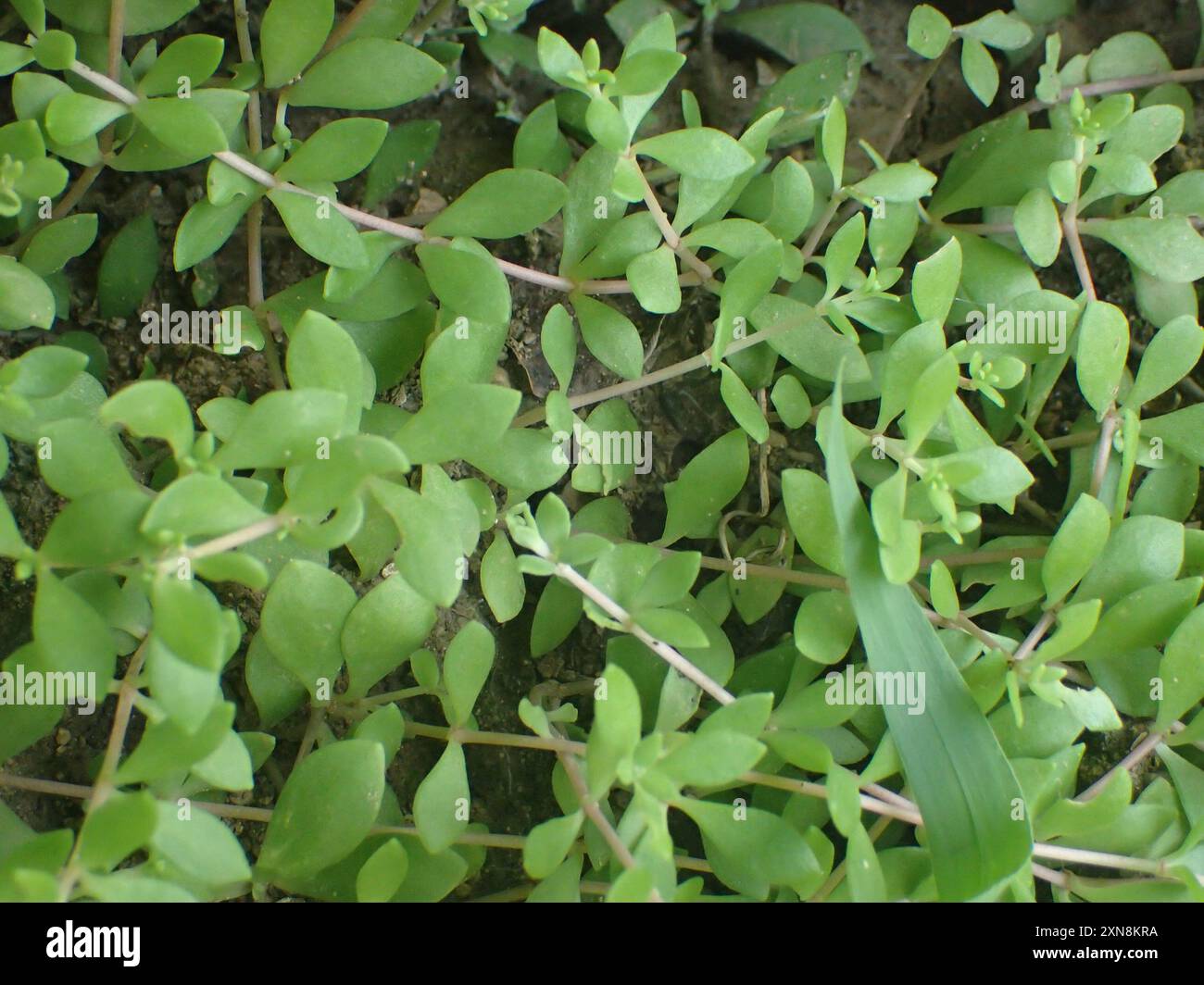 Stringy Stonecrop (Sedum sarmentosum) Plantae Stock Photo - Alamy