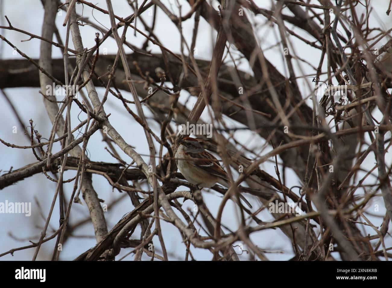 American Tree Sparrow (Spizelloides arborea) Aves Stock Photo - Alamy