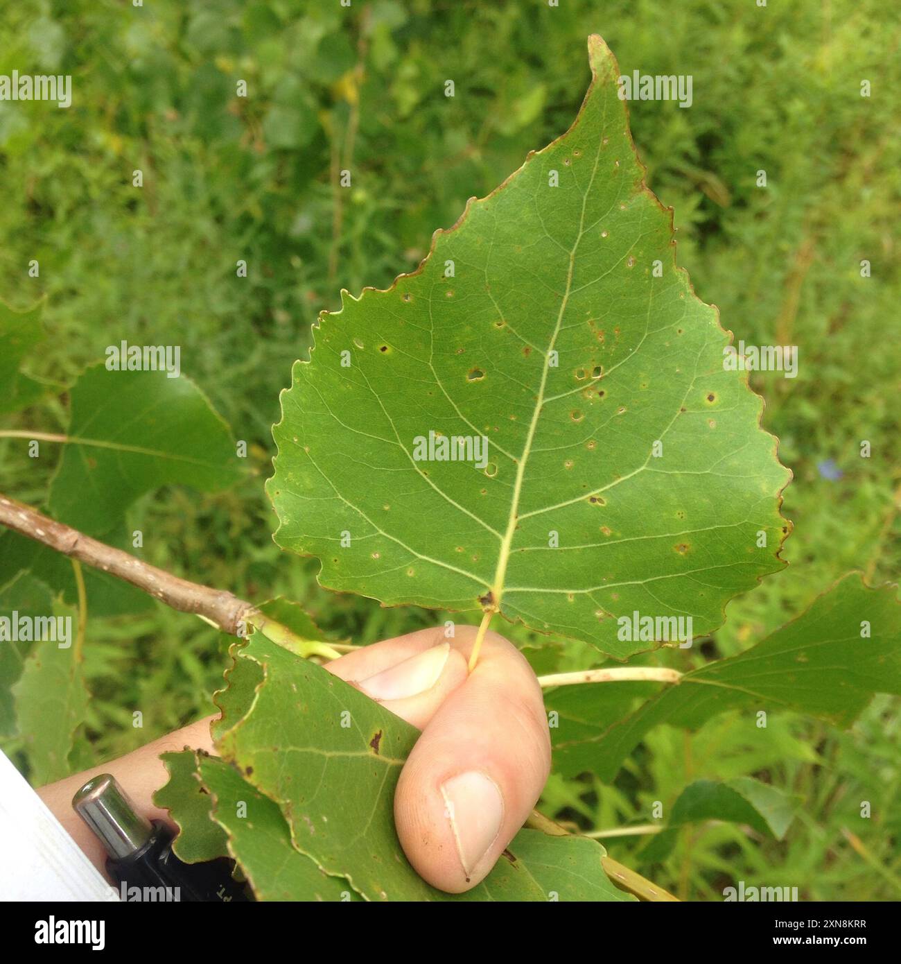 Eastern Cottonwood (Populus deltoides) Plantae Stock Photo - Alamy