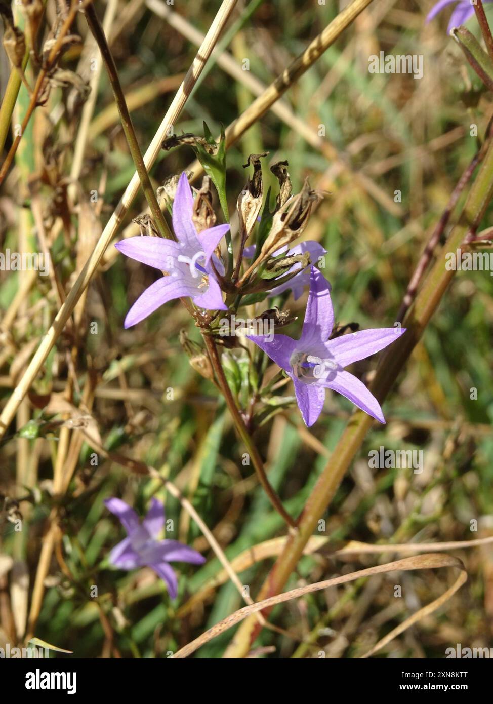 Rampion (Campanula rapunculus) Plantae Stock Photo - Alamy