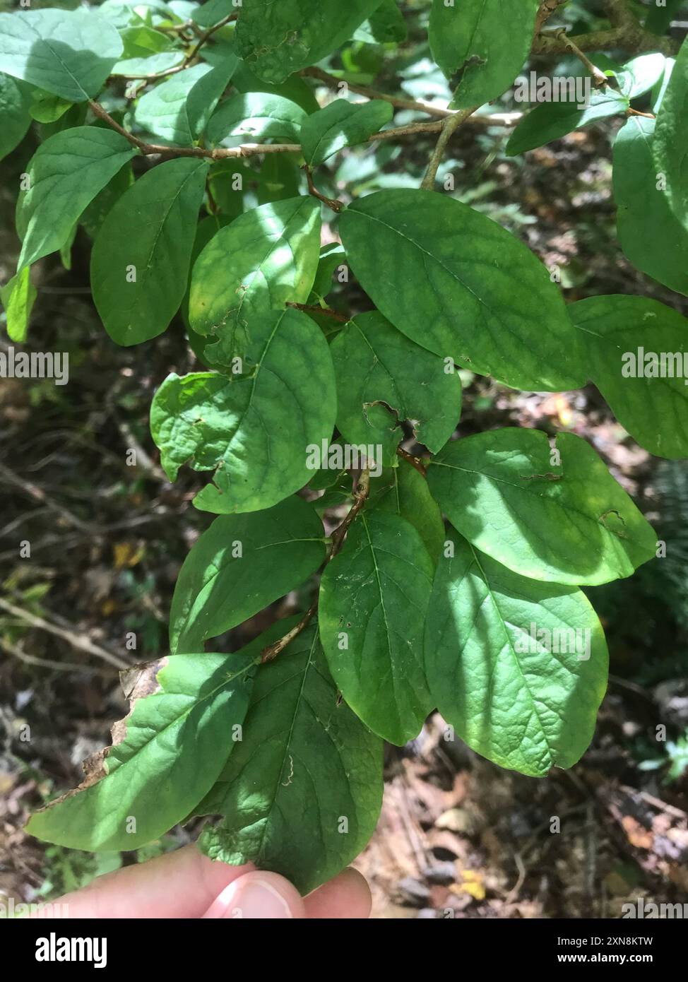 eastern leatherwood (Dirca palustris) Plantae Stock Photo - Alamy