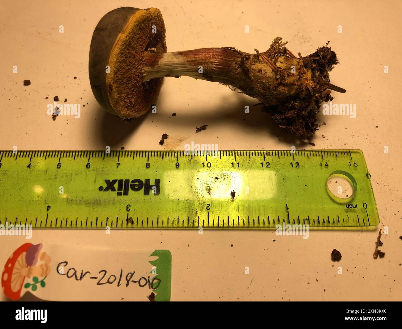 Zeller's bolete (Xerocomellus zelleri) Fungi Stock Photo - Alamy
