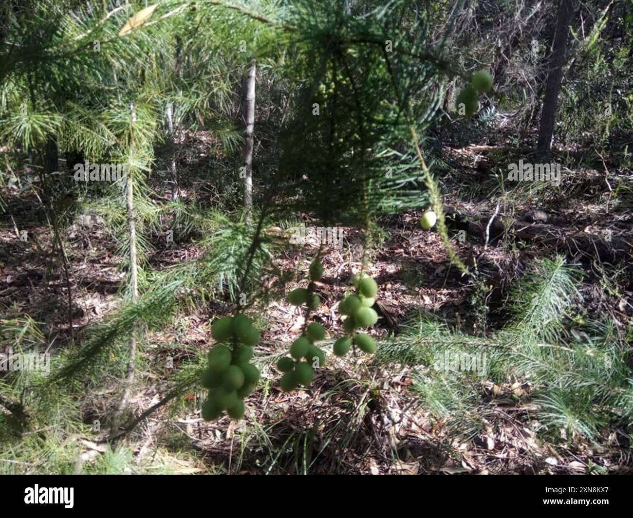 Pine-leaf Geebung (Persoonia pinifolia) Plantae Stock Photo - Alamy