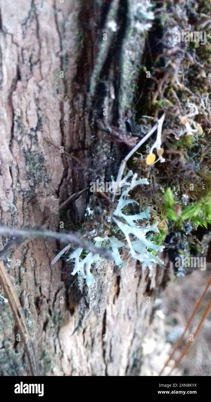 Elegant Fringe Lichen (Heterodermia leucomelos) Fungi Stock Photo - Alamy