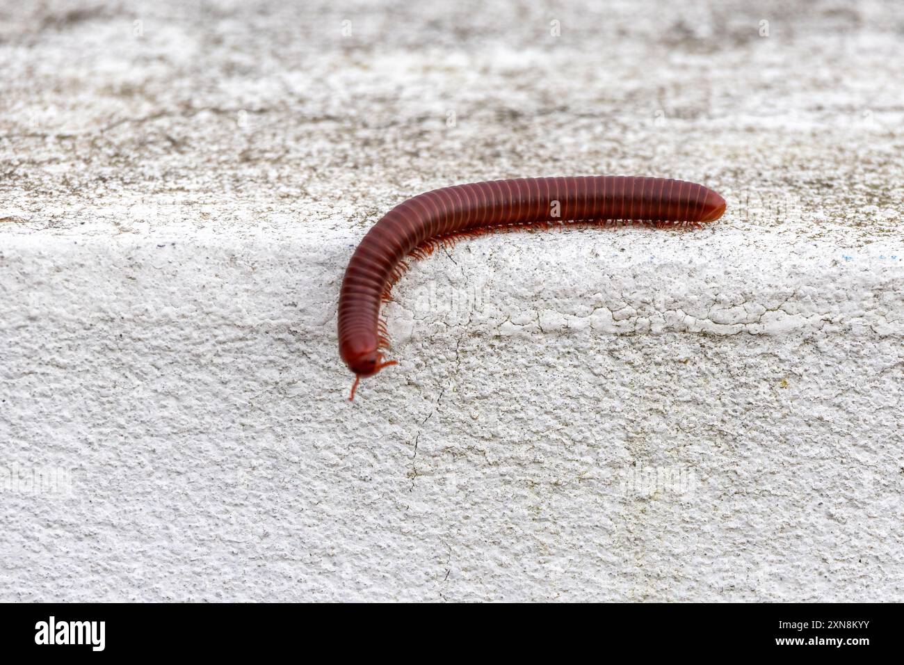 Red millipede hi-res stock photography and images - Alamy