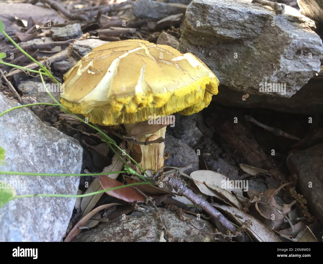 Summer Bolete (Boletus reticulatus) Fungi Stock Photo - Alamy