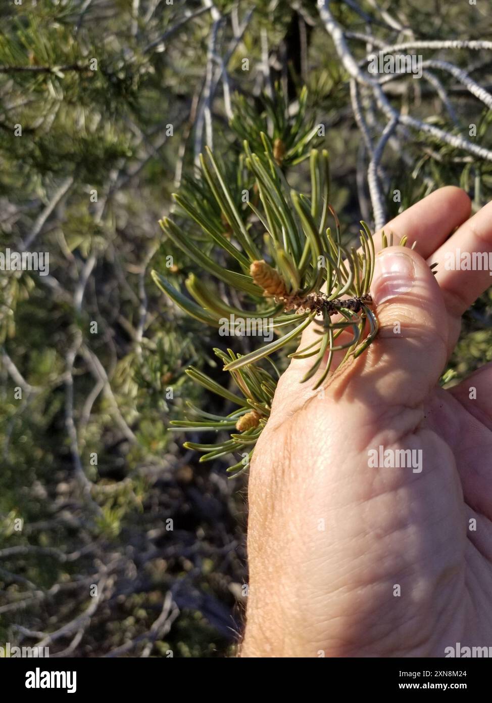 Pinus quadrifolia hi-res stock photography and images - Alamy