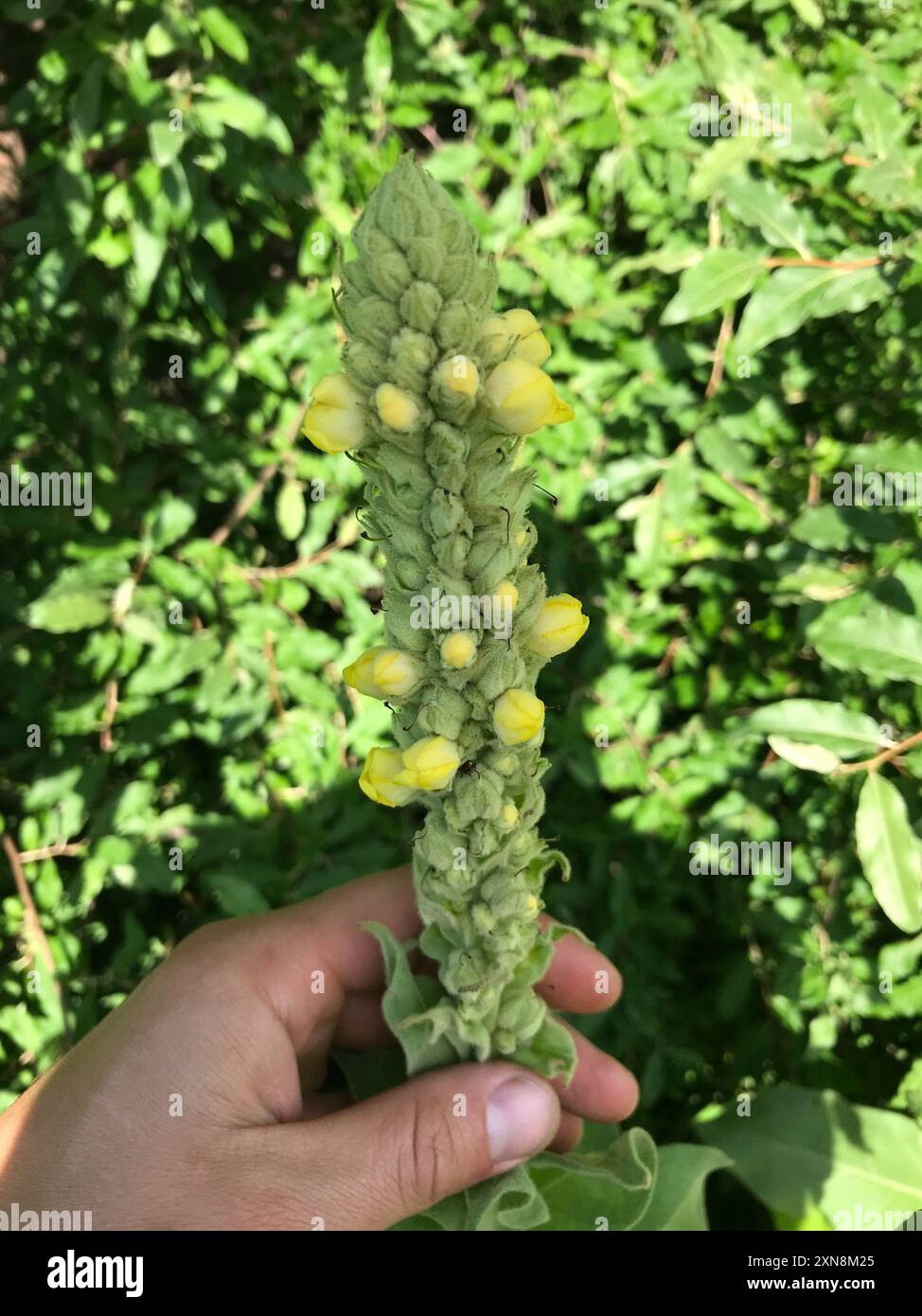 great mullein (Verbascum thapsus) Plantae Stock Photo - Alamy